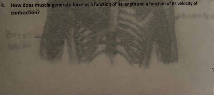 Solved 4. How does muscle generate force as a function of | Chegg.com