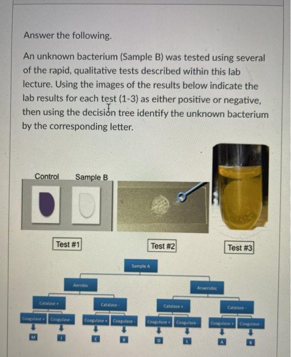 Solved Answer the following. An unknown bacterium (Sample B) | Chegg.com