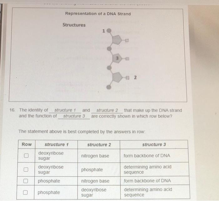 Solved Representation of a DNA Strand Structures 1 3 2 16. | Chegg.com