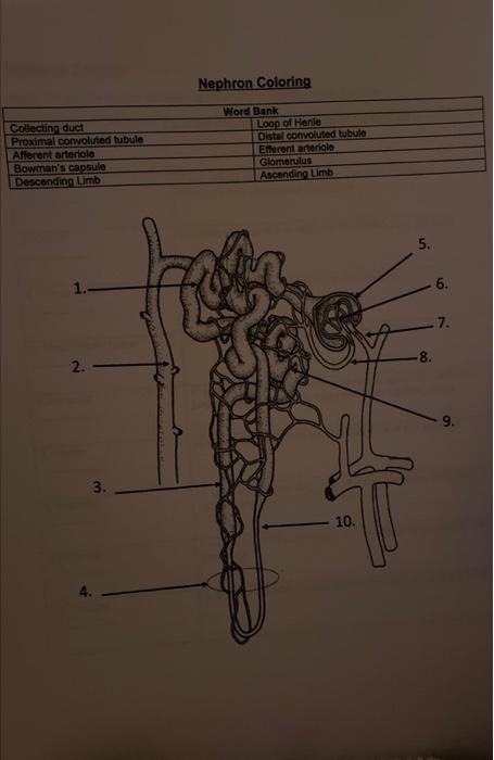Solved Nephron Coloring | Chegg.com