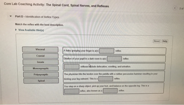 Solved Core Lab Coaching Activity: The Spinal Cord, Spinal | Chegg.com