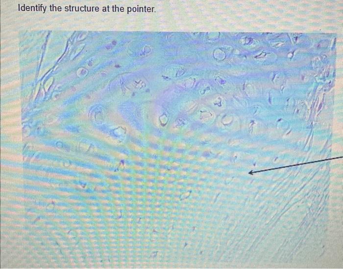Solved Identify the structure at the pointer. Identify the | Chegg.com