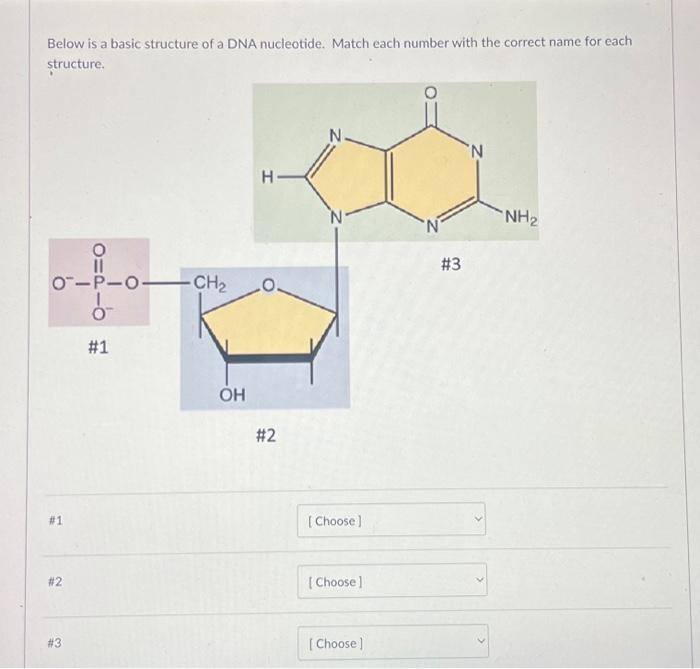 Solved Below is a basic structure of a DNA nucleotide. Match | Chegg.com