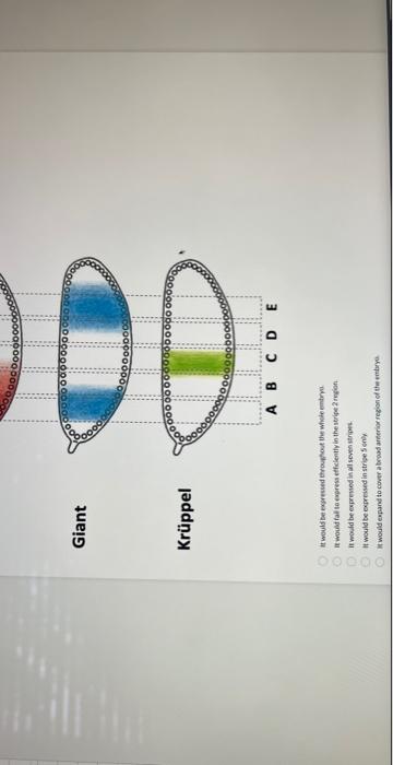 Solved it can be akren to form a stripe in the uame place in | Chegg.com