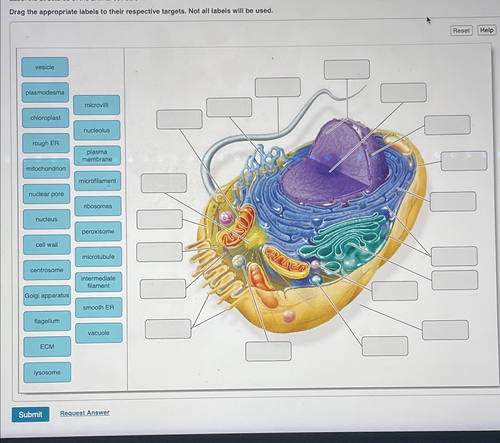 Solved Drag the appropriate labels to their respective | Chegg.com