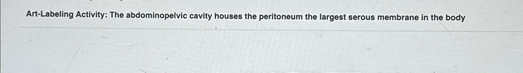 Art-Labeling Activity: The abdominopelvic cavity | Chegg.com