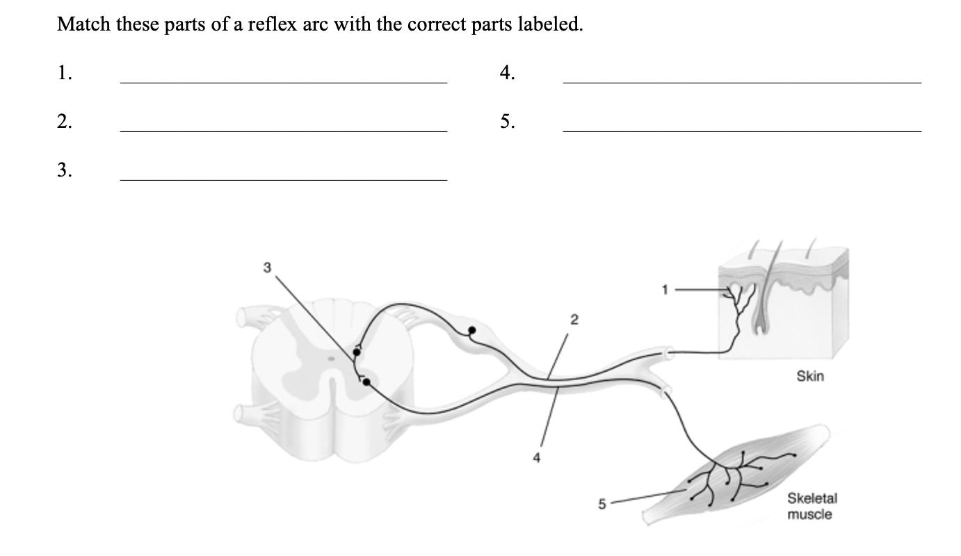 Solved Match these parts of a reflex arc with the correct | Chegg.com