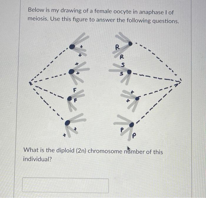 Solved Below is my drawing of a female oocyte in anaphase I | Chegg.com