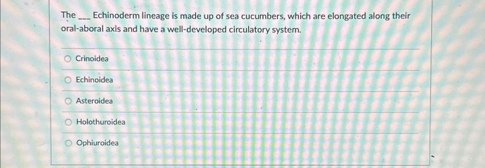 Solved The Echinoderm lineage is made up of sea cucumbers, | Chegg.com