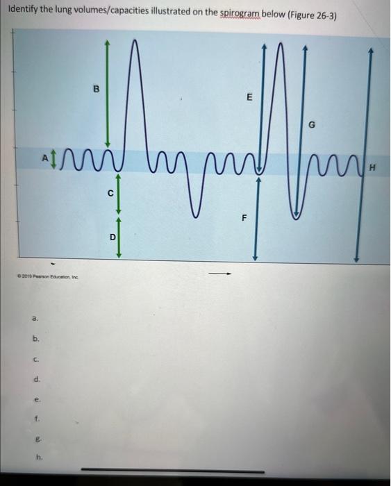Solved Identify the lung volumes/capacities illustrated on | Chegg.com