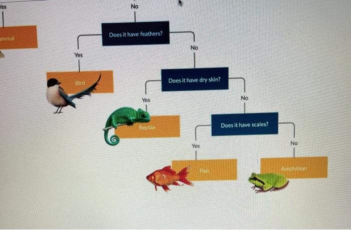 Solved Convert this dichotomous key to sentence format. | Chegg.com