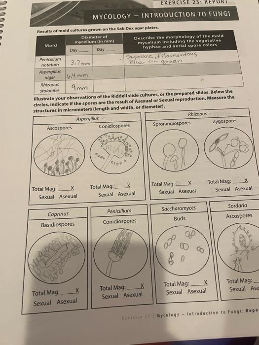 Solved Results of mold cultures grown on the Sab Dex agar | Chegg.com