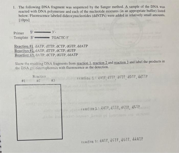 Solved 1. The following DNA fragment was sequenced by the | Chegg.com