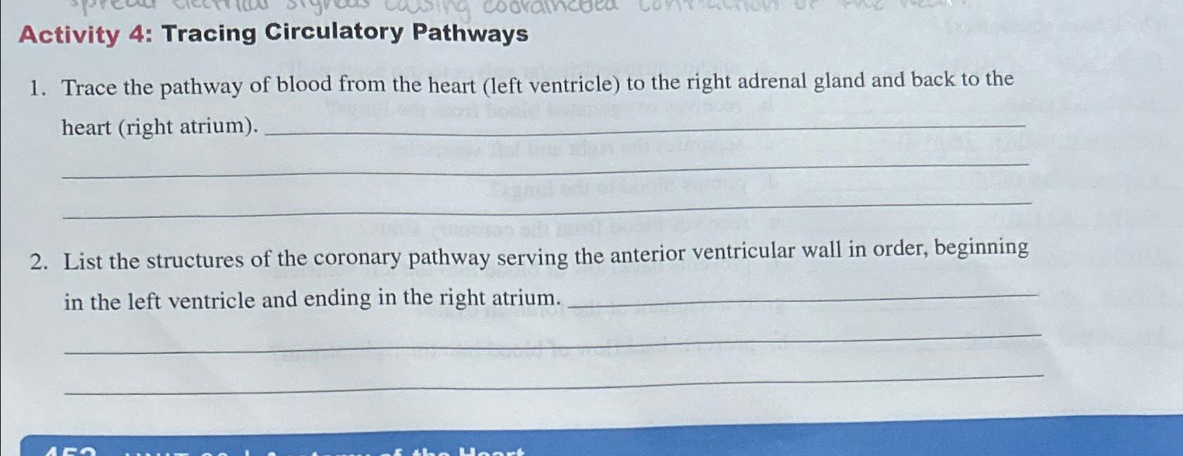 Solved Activity 4: Tracing Circulatory PathwaysTrace the | Chegg.com
