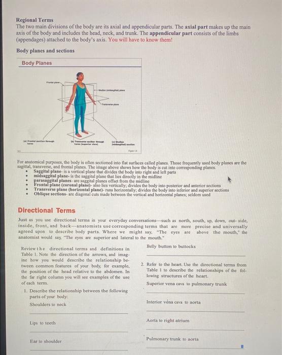 Solved Regional Terms The two main divisions of the body are | Chegg.com