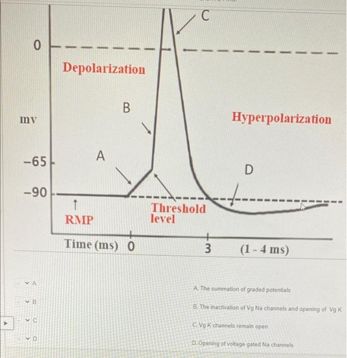 Solved С 0 Depolarization B mv Hyperpolarization A -65 D -90 | Chegg.com