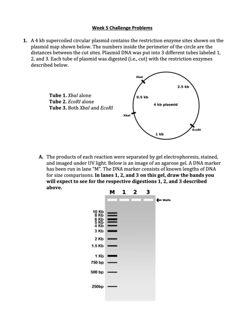 Week 5 ﻿Challenge Problems Week 5 ﻿Challenge | Chegg.com