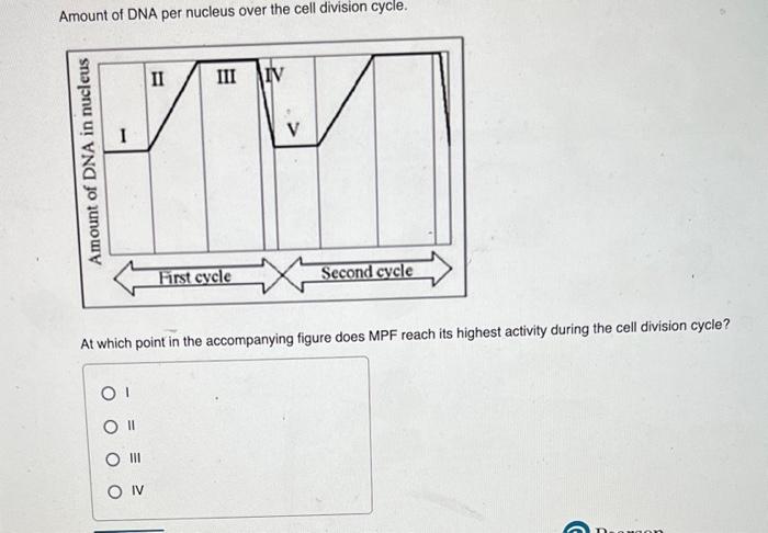 Solved Amount of DNA per nucleus over the cell division | Chegg.com