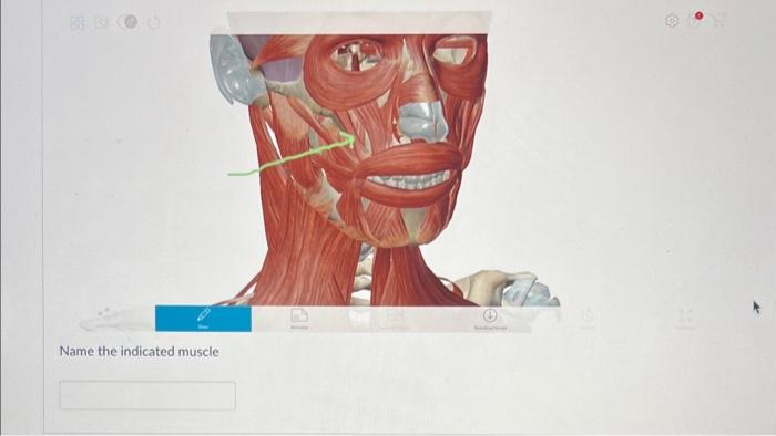 Solved Name the indicated muscle Another name for a muscle | Chegg.com