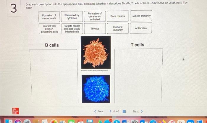 Solved Drag each description Into the appropriate box, | Chegg.com