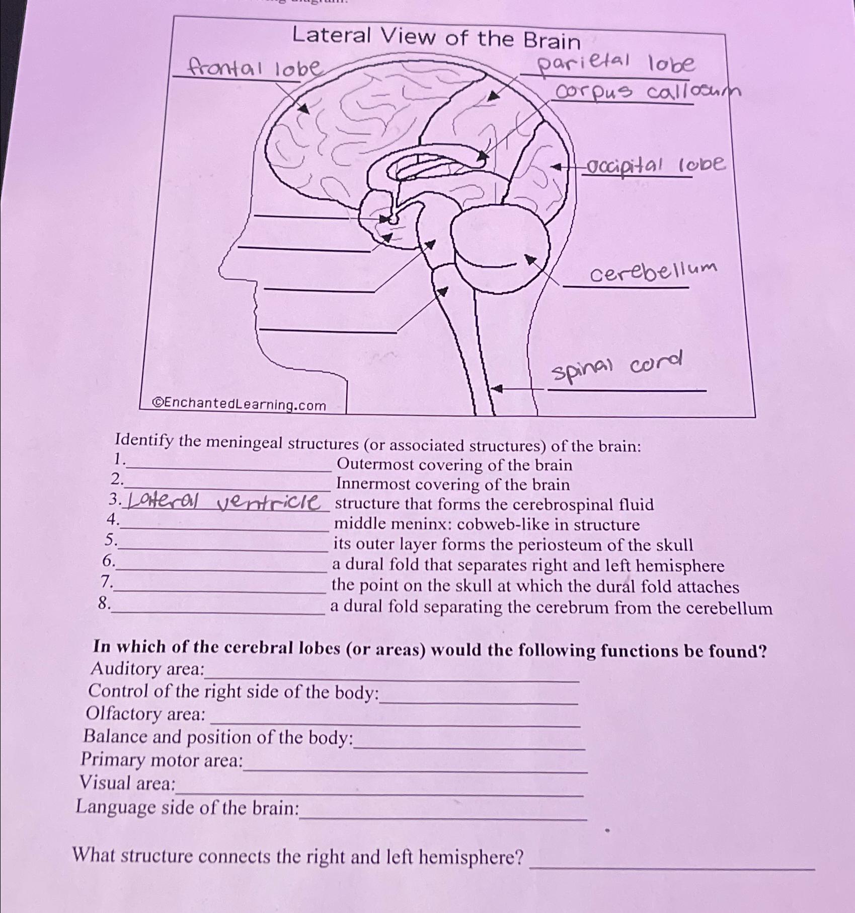 Solved Identify the meningeal structures (or associated | Chegg.com