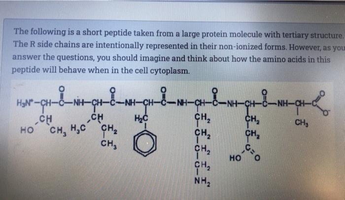 Solved The following is a short peptide taken from a large | Chegg.com