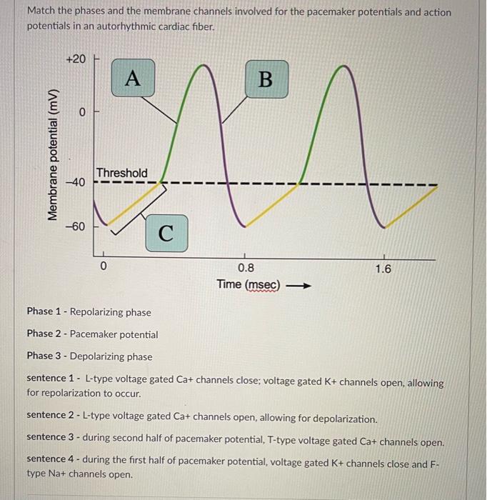 Solved Match the phases and the membrane channels involved | Chegg.com