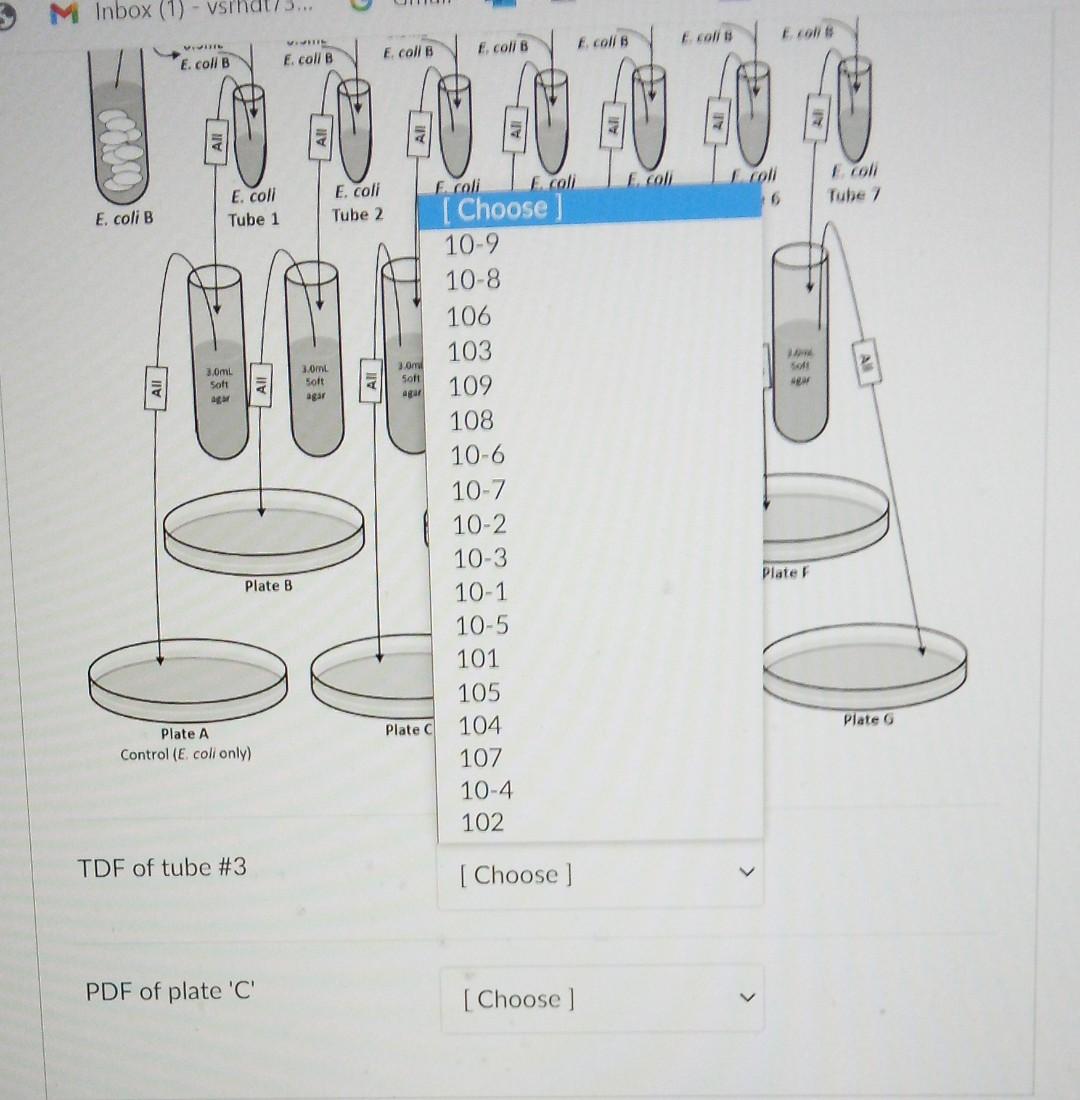 What is the total dilution factor (TDF) of tube \#3 | Chegg.com