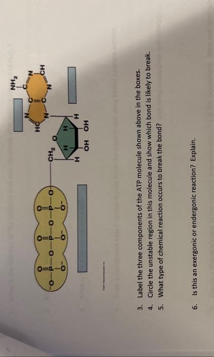 Solved 3. Label the three components of the ATP molecule | Chegg.com