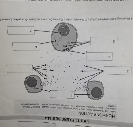 Solved LAB 14 ﻿EXERCISES 14-4HORMONEACTION: 5rSteM8. | Chegg.com