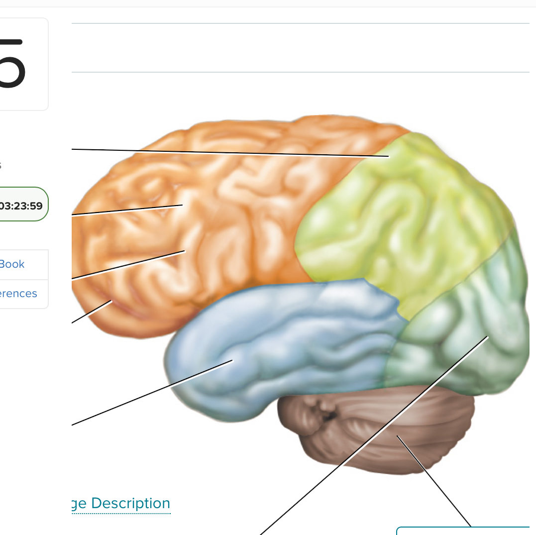 Solved Define the accessory structures of the | Chegg.com