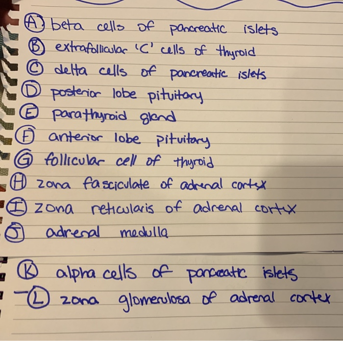 Solved NOTES O aldosterone ② parathyroid hormone Cortisol ① | Chegg.com