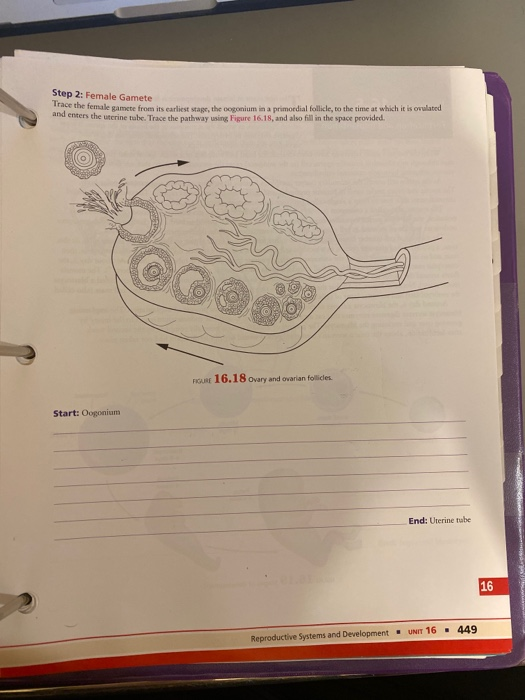 Solved Step 2: Female Gamete Trace the female gamete from | Chegg.com