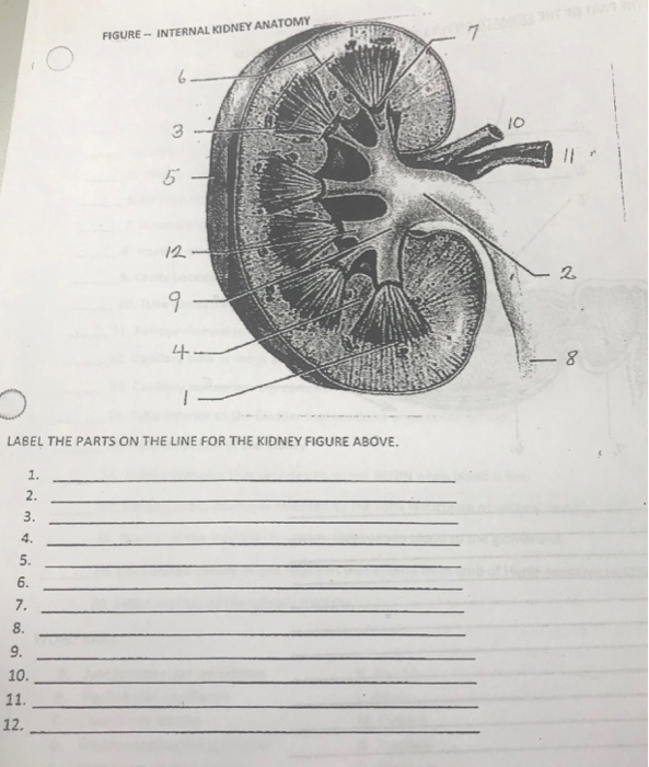 Solved FIGURE - INTERNAL KIDNEY ANATOMY 4 LABEL THE PARTS ON | Chegg.com