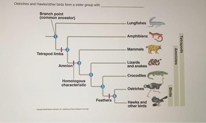 Solved What synapomorphy links amphibians and mammals? | Chegg.com