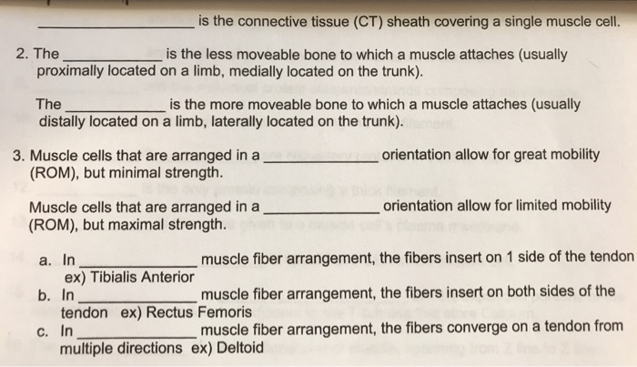 Solved is the connective tissue (CT) sheath covering a | Chegg.com