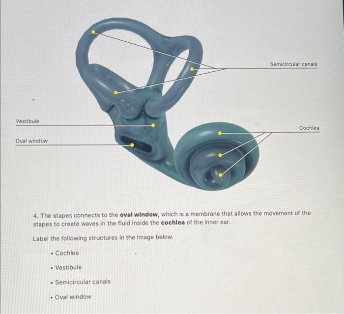 Solved 4. The stapes connects to the oval window, which is a | Chegg.com