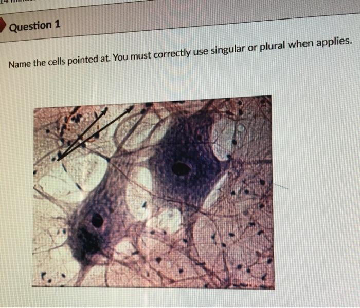 Solved Question 1 Name the cells pointed at. You must | Chegg.com