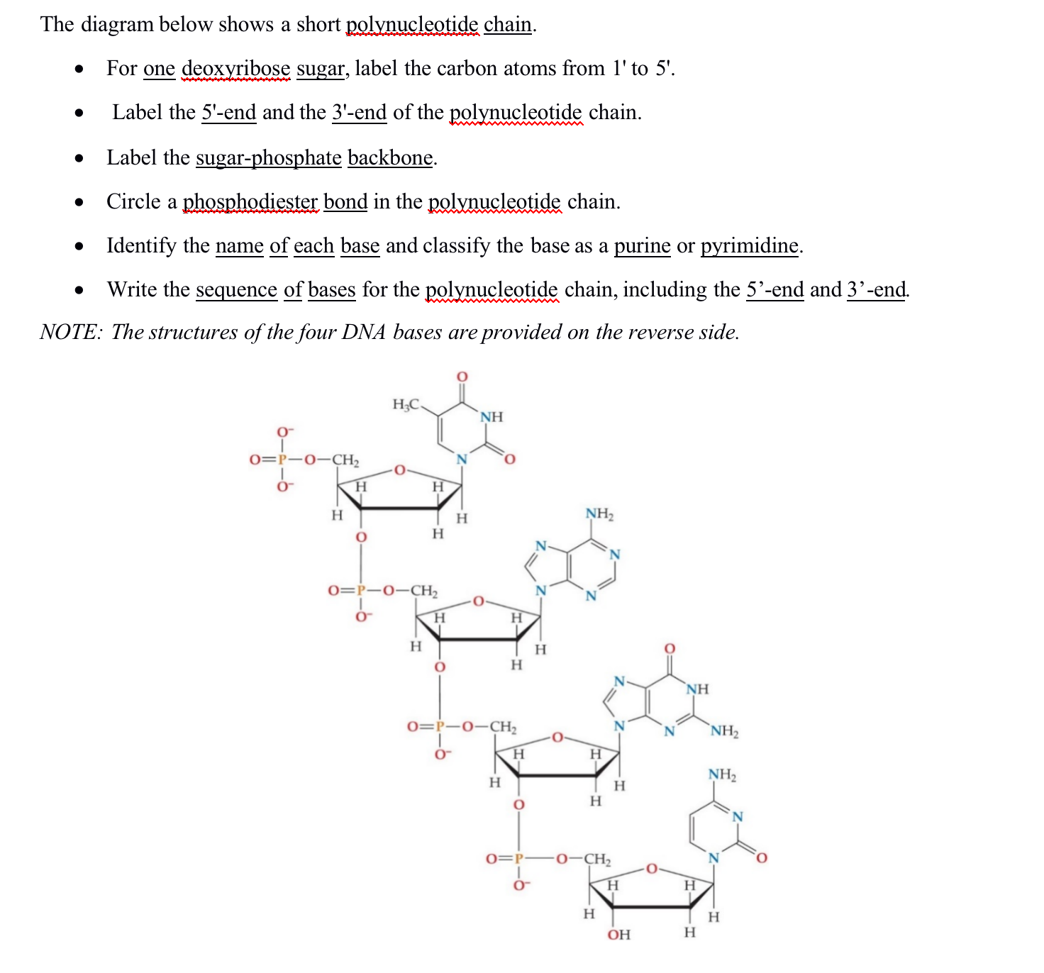 Solved The diagram below shows a short polynucleotide | Chegg.com