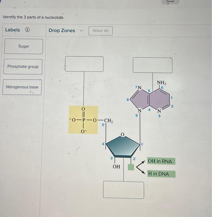 Solved Identify the 3 parts of a nucleotide. | Chegg.com