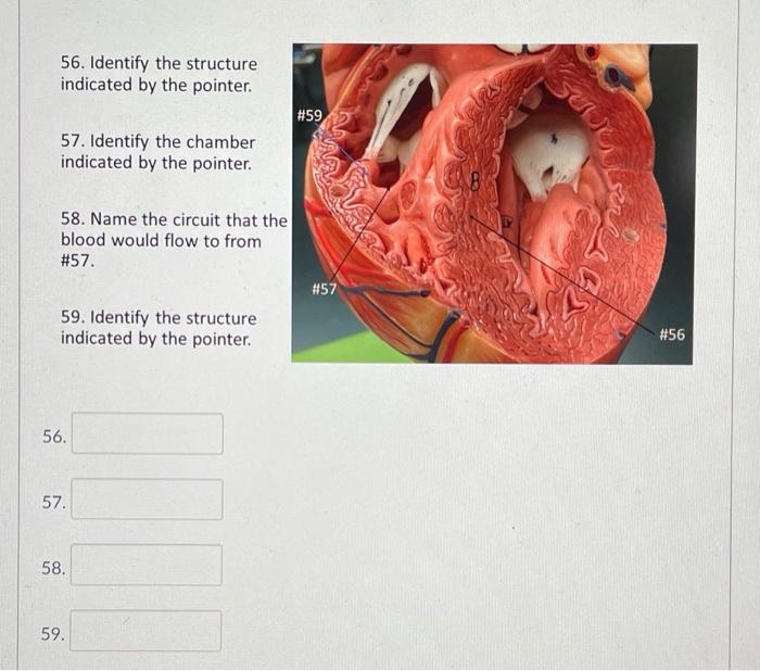 Solved 56. Identify the structure indicated by the pointer. | Chegg.com