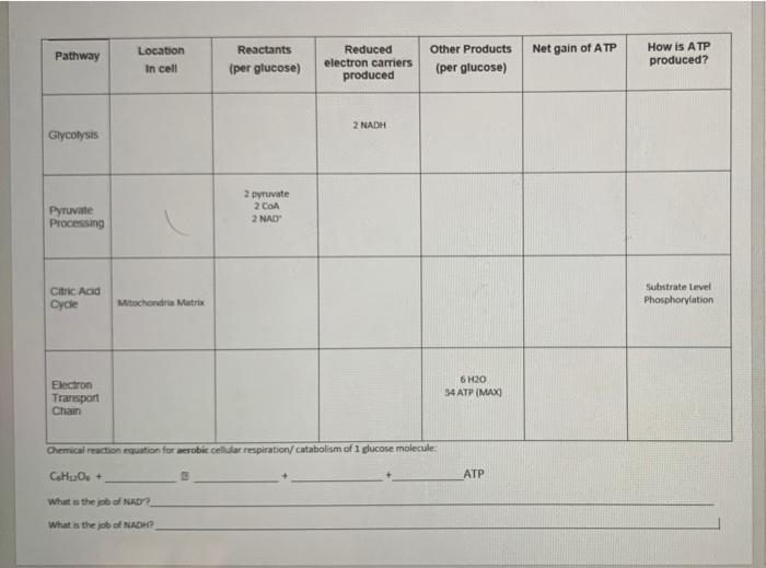 Solved Net gain of ATP Pathway Location In cell Reactants | Chegg.com