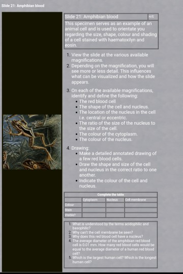 Solved Slide 21: Amphibian blood Slide 21: Amphibian blood | Chegg.com