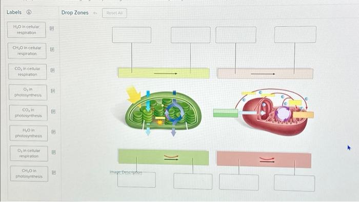 Solved Labels (i) Drop Zones | Chegg.com