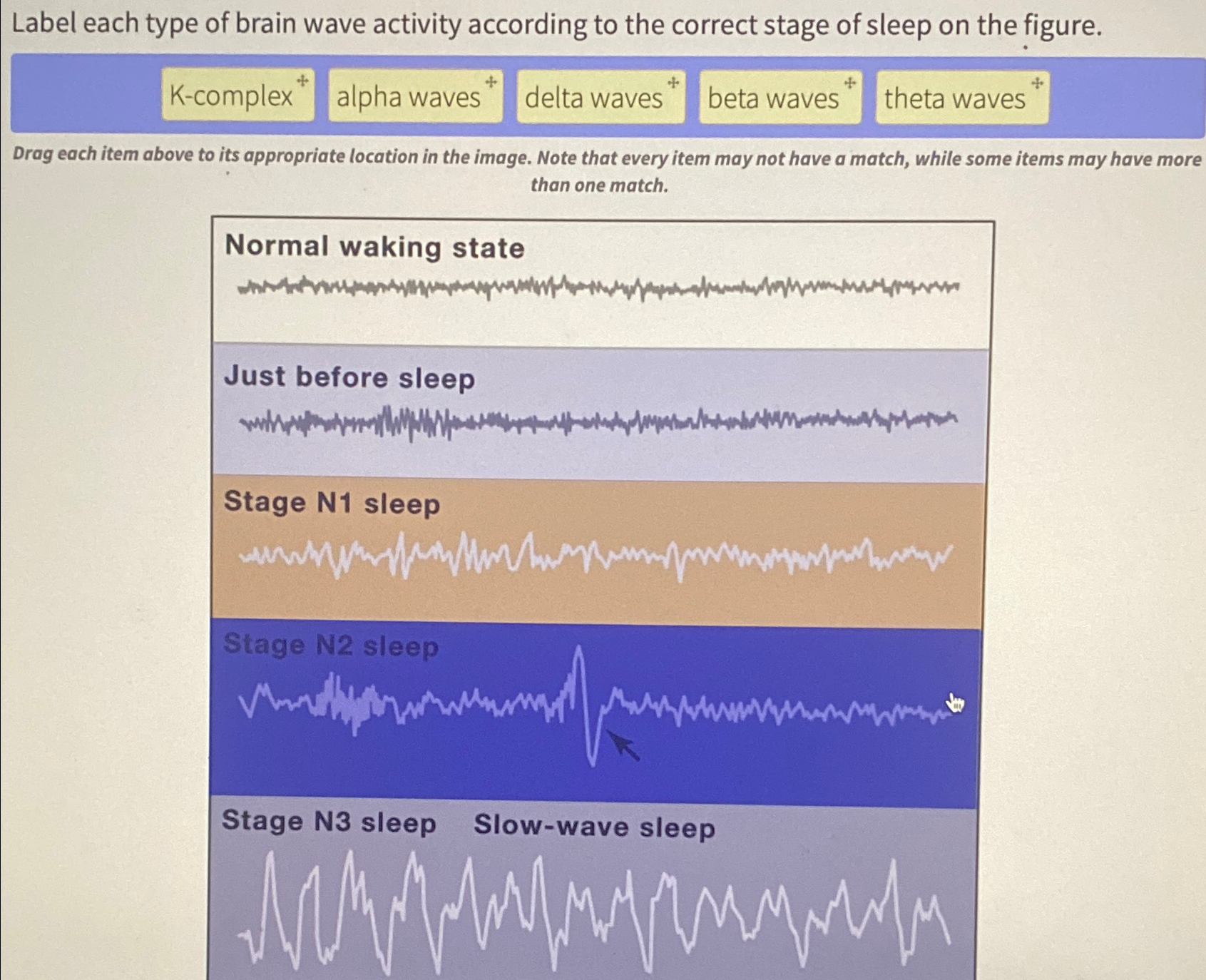 Solved Label each type of brain wave activity according to | Chegg.com