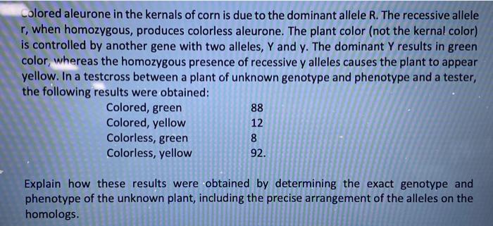 Solved colored aleurone in the kernals of corn is due to the | Chegg.com