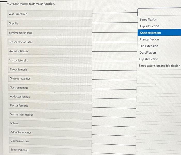 Solved Match the muscle to its major function. | Chegg.com