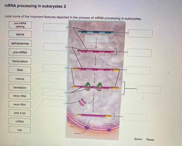 Solved mRNA processing in eukaryotes 2 Label some of the | Chegg.com