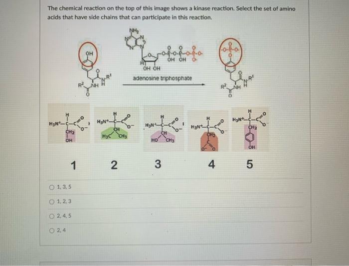 Solved The chemical reaction on the top of this image shows | Chegg.com