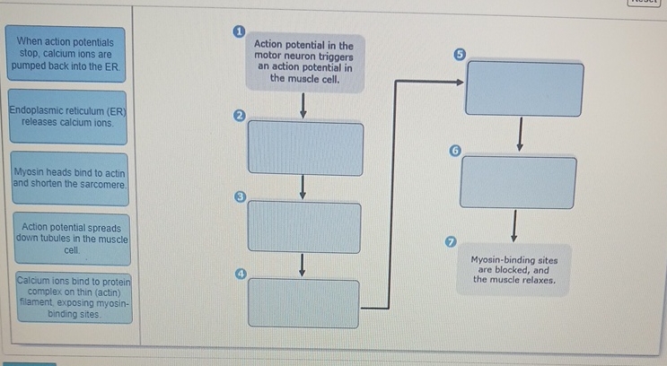 Solved (1)Action potential in the motor neuron triggers an | Chegg.com
